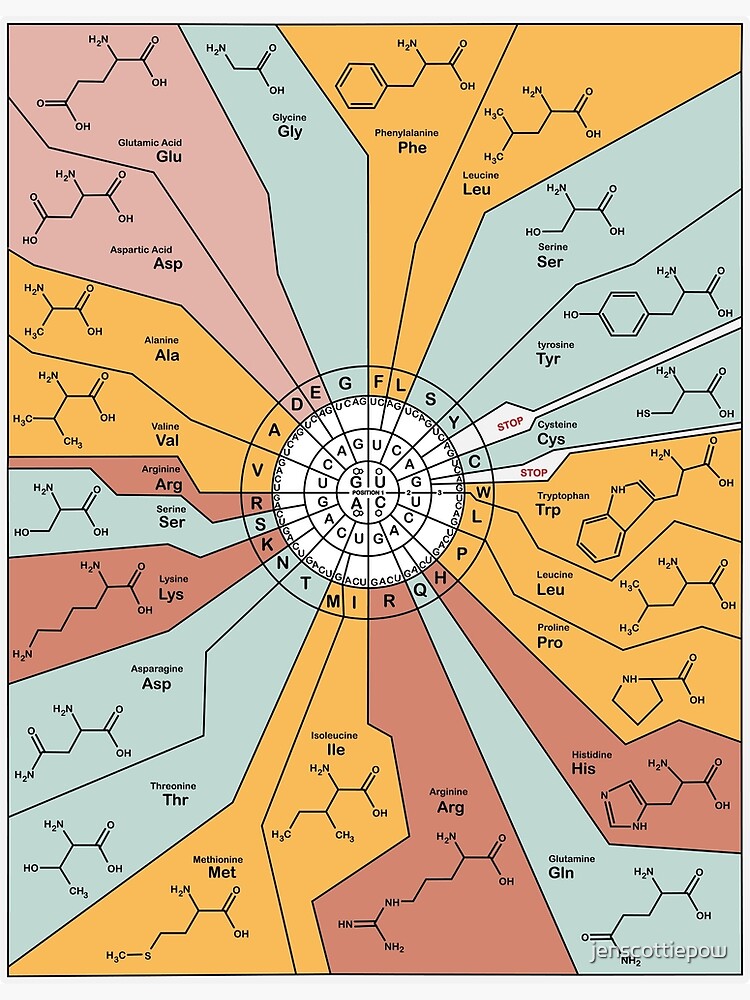 "Genetic Code Diagram" Art Print for Sale by jenscottiepow | Redbubble