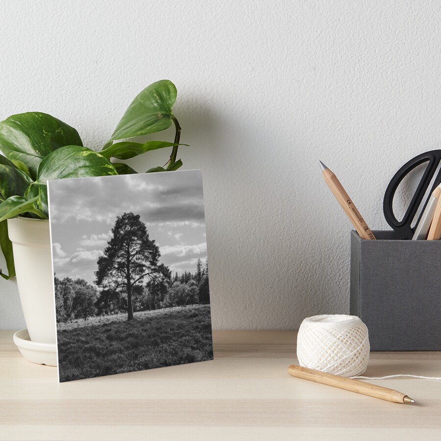 "Lone tree in Black and White" Art Board Print by Option4Design | Redbubble