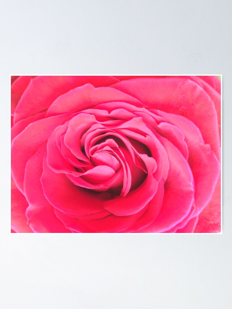 "Fibonacci Rose" Poster by stellrmel | Redbubble