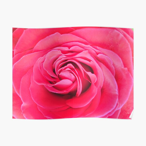 "Fibonacci Rose" Poster by stellrmel | Redbubble