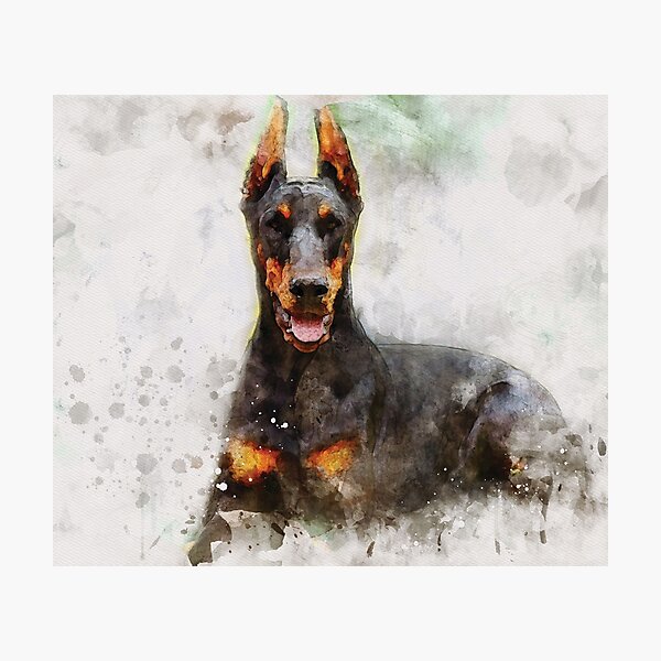 "Doberman Pinscher dog watercolour digital portrait" Photographic Print ...