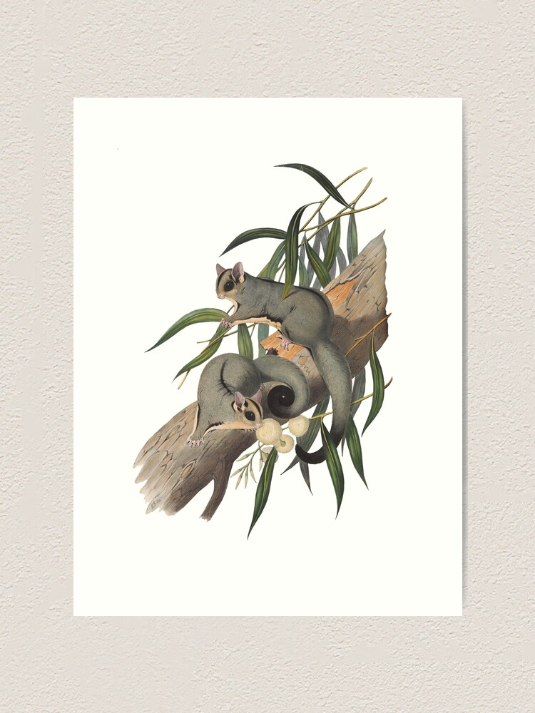 "Sugar gliders - Petaurus breviceps" Art Print for Sale by ...