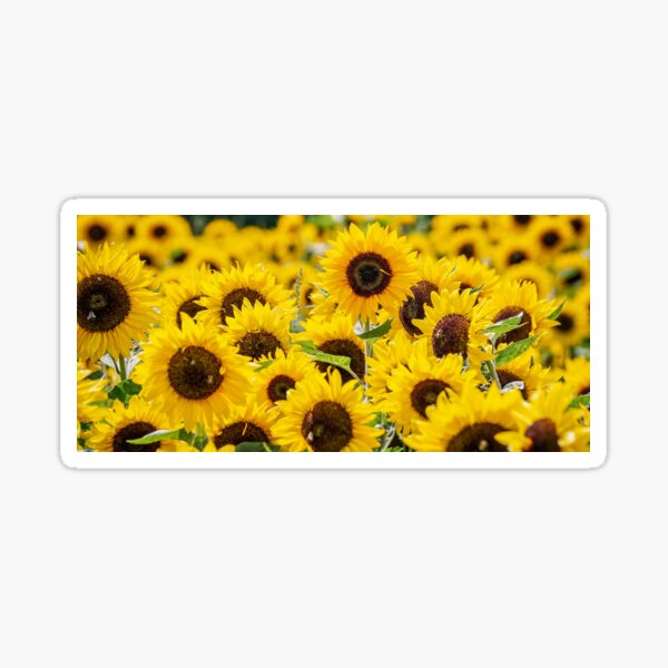 "GIANT SUNFLOWERS" Sticker by abcassent | Redbubble