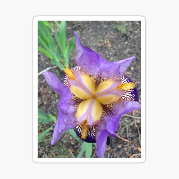 "The Iris" Sticker by StudioOkin | Redbubble