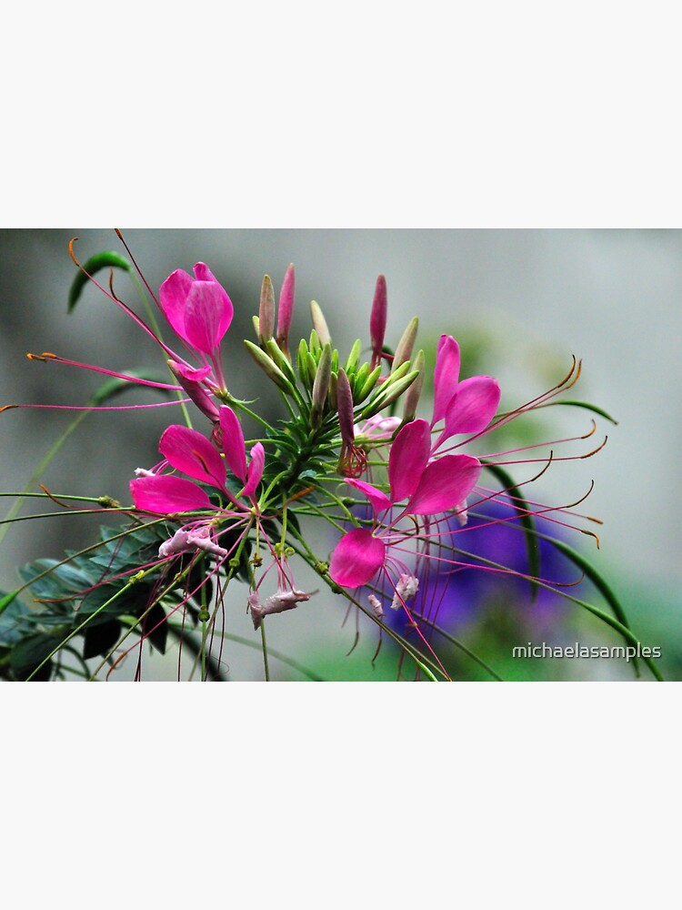 "Pink Explosion" Sticker by michaelasamples | Redbubble