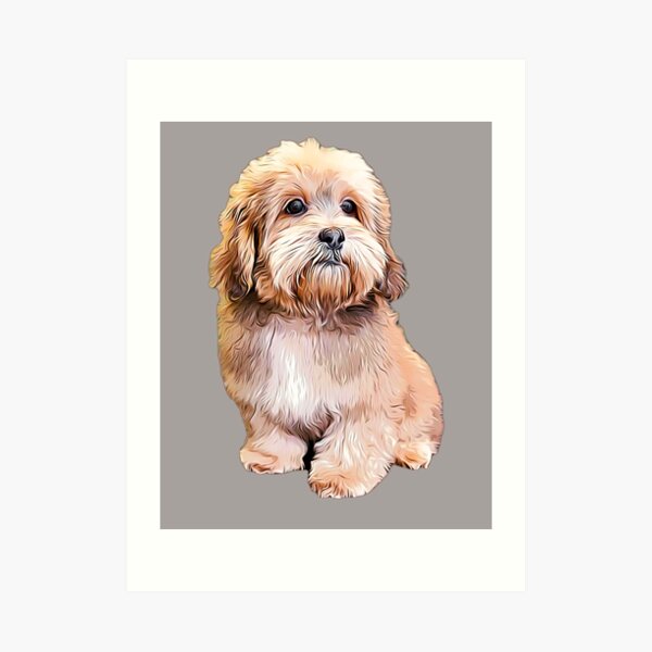 "Shihpoo Shipoo Doodle Poodle Cutie Pie!" Art Print for Sale by ...