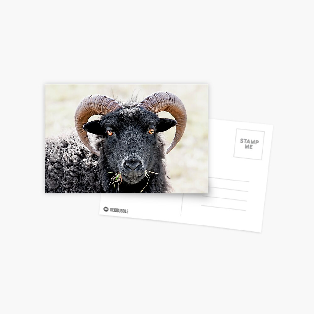 Paper & Party Supplies Paper Hebridean Sheep Greeting Card Greeting ...