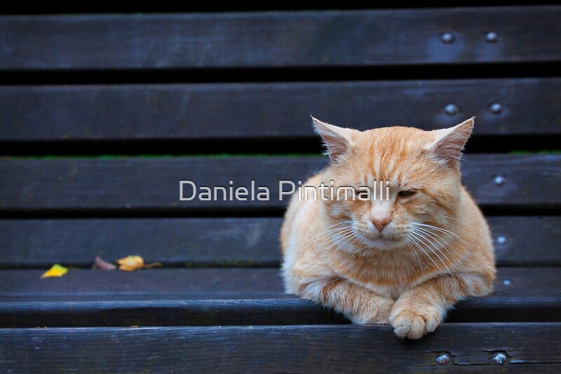 "Bench Cat" by Daniela Pintimalli | Redbubble
