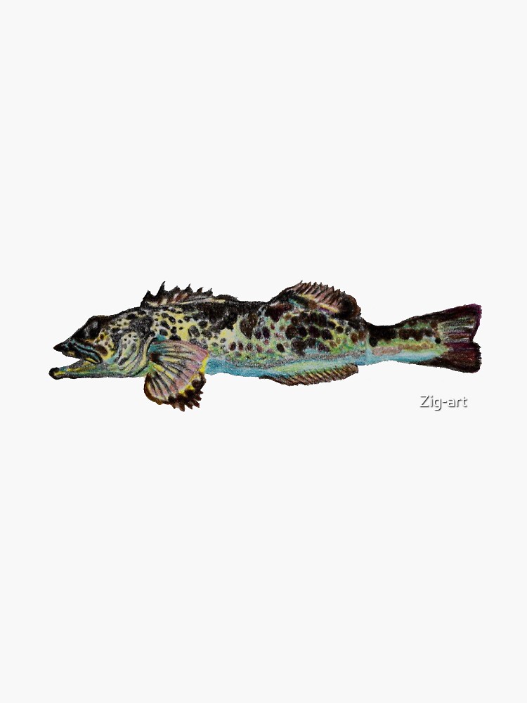 "Blue Lingcod" Sticker for Sale by Zig-art | Redbubble