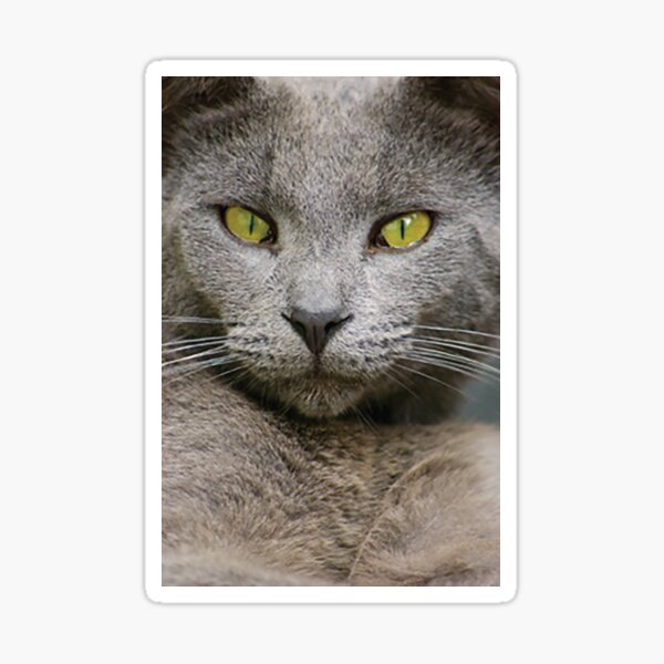 "Farm Tom Cat" Sticker for Sale by Spirit-Dragon | Redbubble