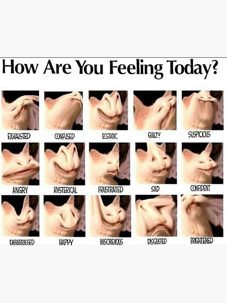 "Funny Cat How Are You Feeling Today?" Sticker for Sale by Luan-k ...
