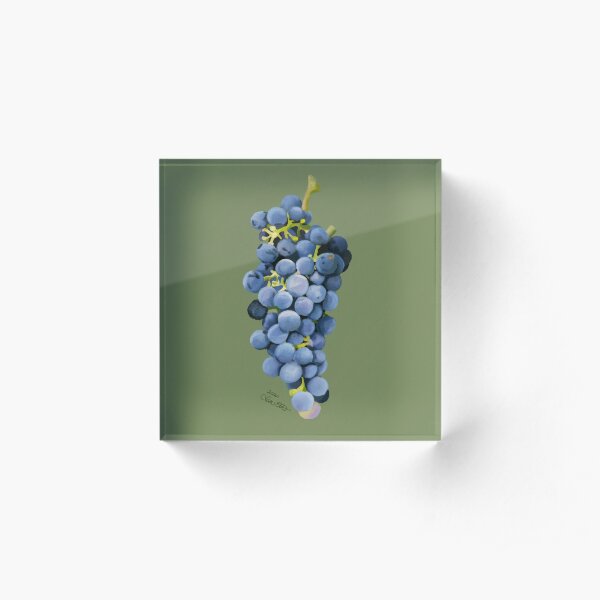 "Bündel saftiger Concord-Trauben - tiefviolette Trauben auf einer ...