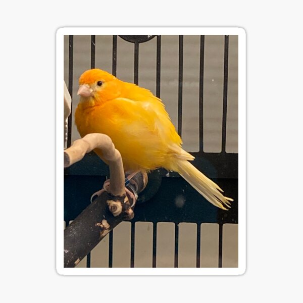"Lovely Canary" Sticker for Sale by Taranodongirl7 | Redbubble