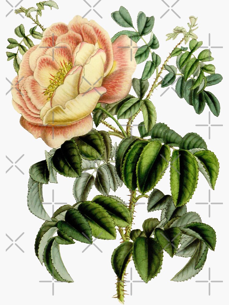 "White ROse Botanical Illustration" Sticker for Sale by stickertopic ...