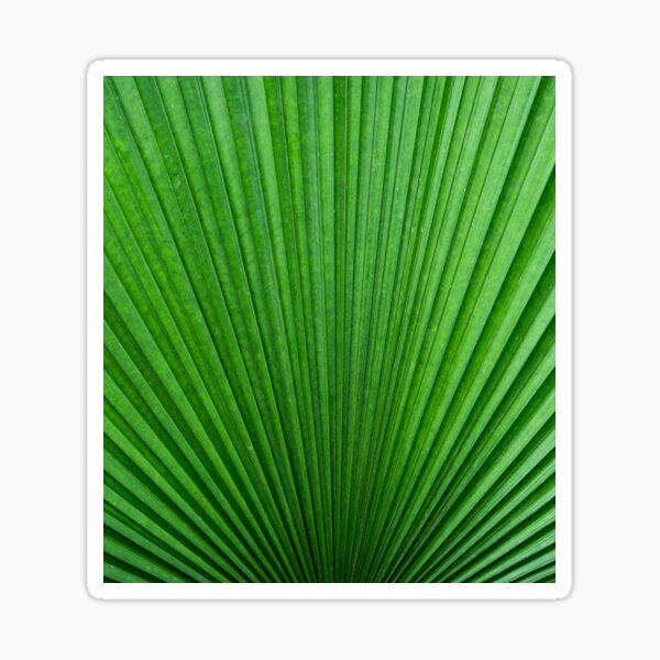 "Palm Leaf" Sticker for Sale by Brand888 | Redbubble