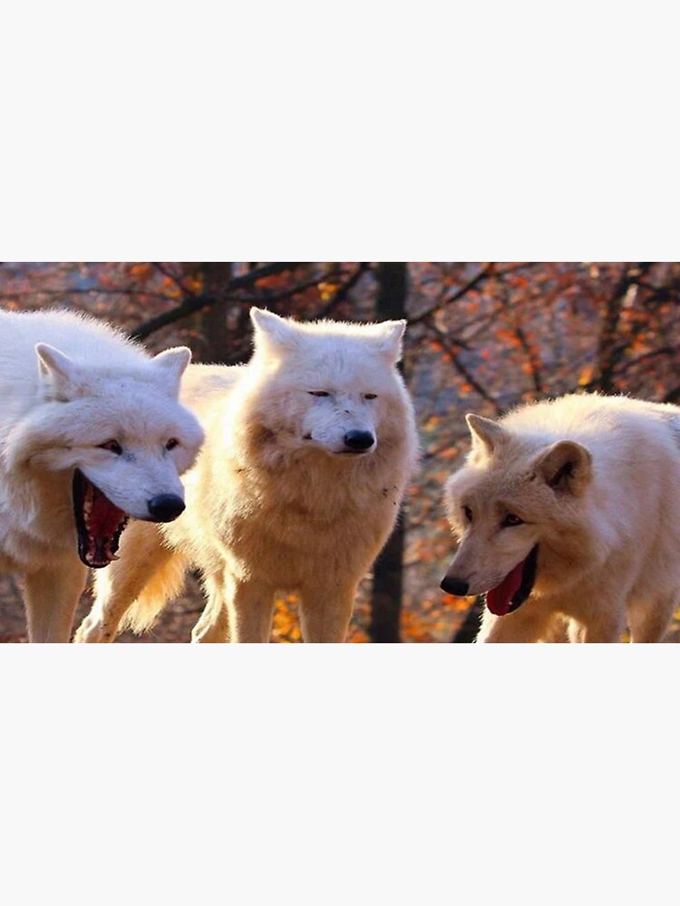 "Laughing wolves meme" Photographic Print for Sale by BrentVergote ...
