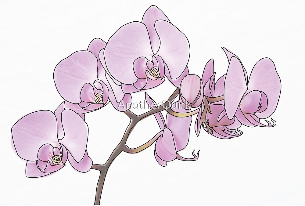"Orchid Flower Illustration Simple Doodle" by AnotherQuirk | Redbubble