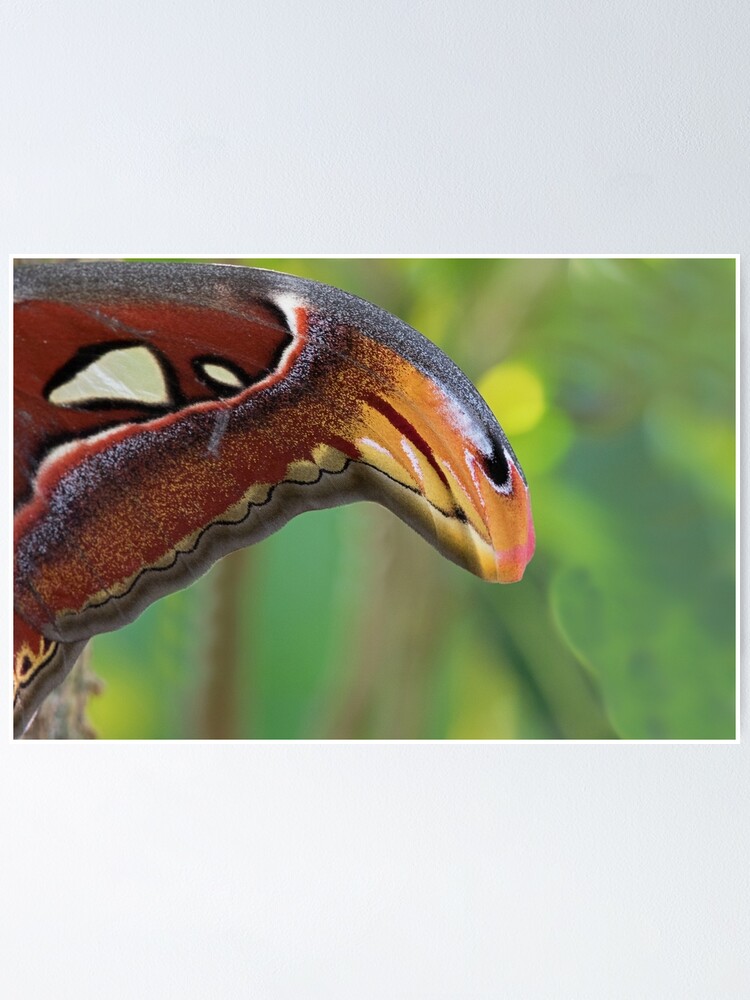 "Atlas Moth and Snake Head" Poster for Sale by WorldDesign | Redbubble