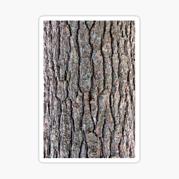 "White Pine Tree Bark" Sticker for Sale by JosieDinsmore | Redbubble