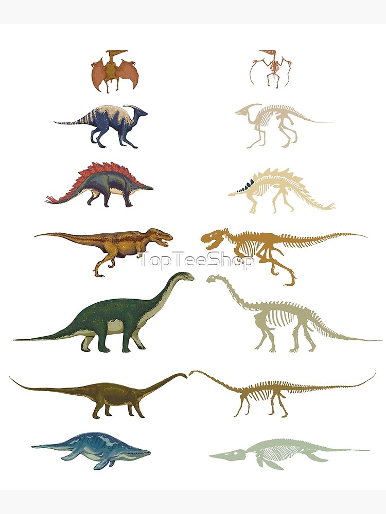 "Dinosaurs Types Skeletons & Fossils Museum Research T-Rex" Mounted ...