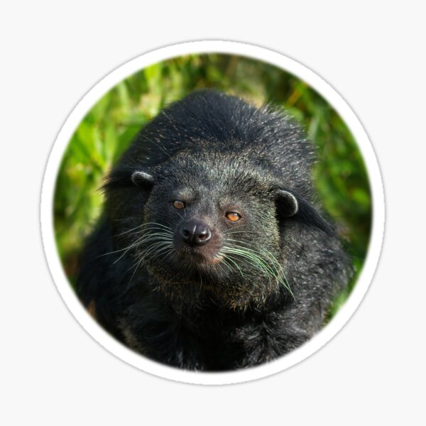 "Binturong Looking At You" Sticker for Sale by rawshutterbug | Redbubble