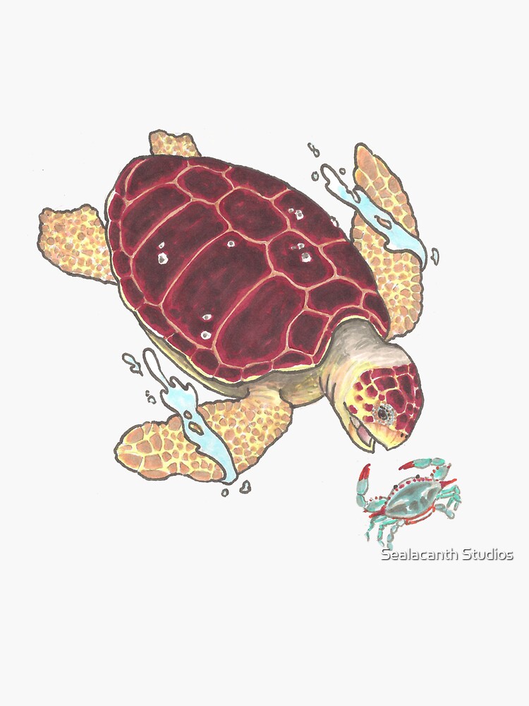 "Loggerhead Sea Turtle" Sticker by deannaderosia | Redbubble