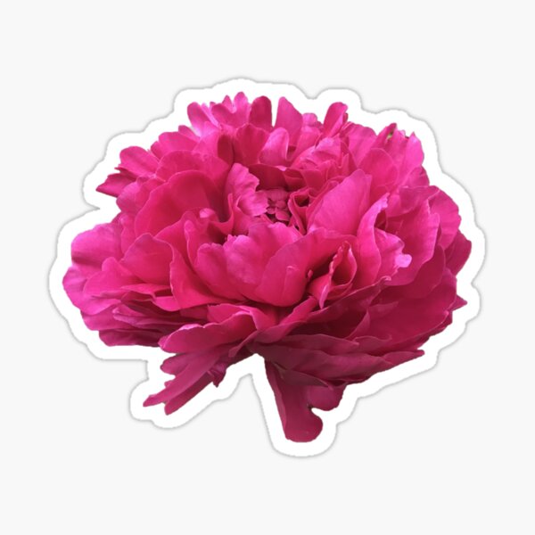 "Large Hot Pink Peony " Sticker by InalterataArt | Redbubble