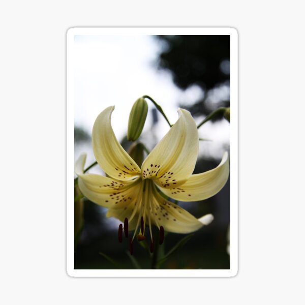 "White Lily" Sticker for Sale by alycetaylor | Redbubble