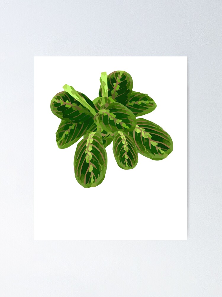 "prayer plant illustration gift" Poster for Sale by mohamed712 | Redbubble
