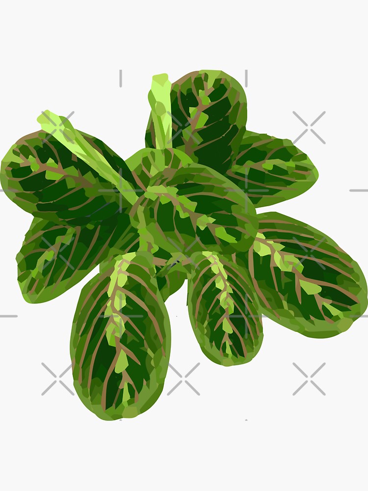 "prayer plant illustration gift" Sticker for Sale by mohamed712 | Redbubble