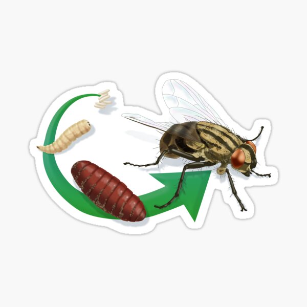"Life Cycle of a House Fly, Pupa, Larva and Eggs" Sticker for Sale by ...
