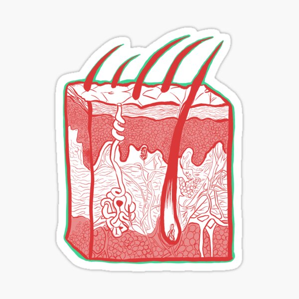 "Skin Anatomical " Sticker for Sale by amsaatucsd | Redbubble
