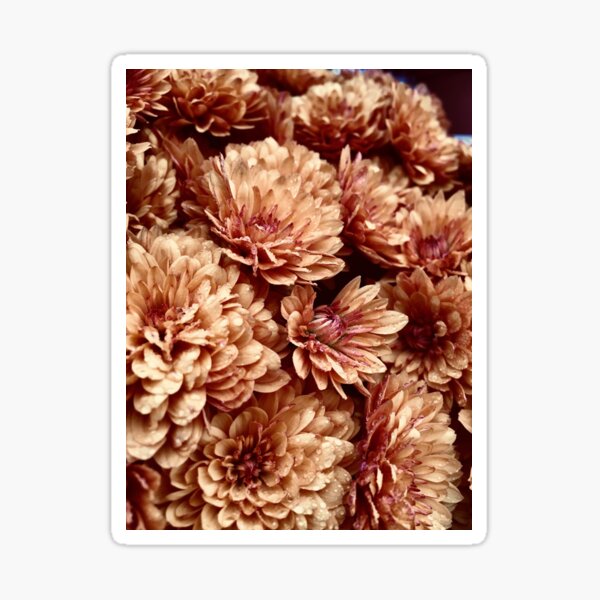 "Burnt Orange Flowers" Sticker for Sale by samrolo | Redbubble