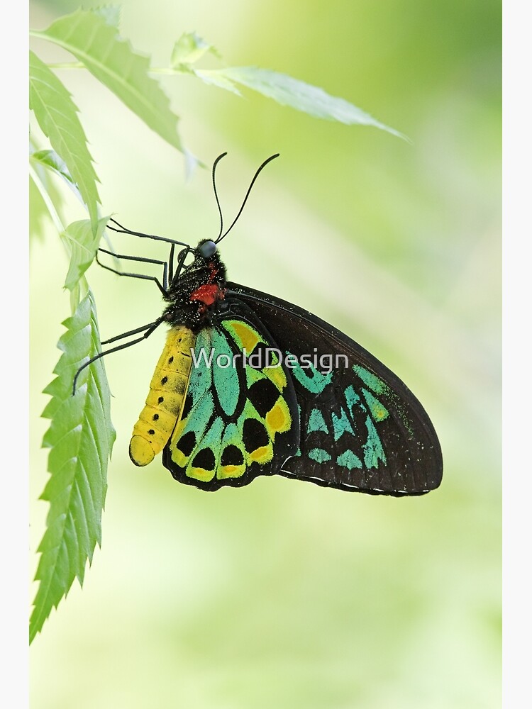 "Cairns Birdwing Butterfly" Poster by WorldDesign | Redbubble