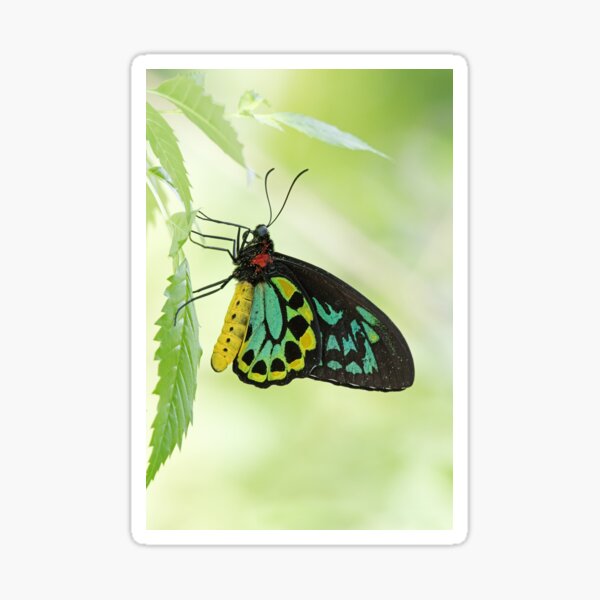 "Cairns Birdwing Butterfly" Sticker for Sale by WorldDesign | Redbubble