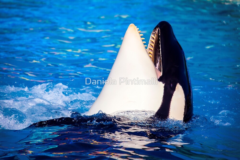 "Happy Orca II" by Daniela Pintimalli | Redbubble
