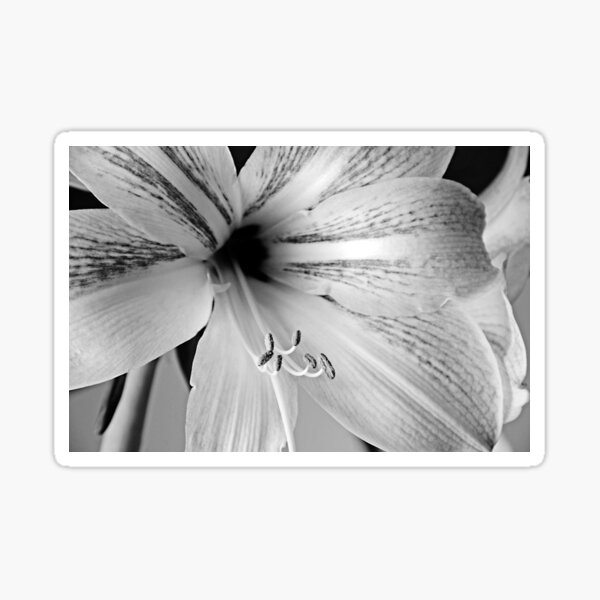 "Black and White Peace Lily " Sticker by TRFotos | Redbubble