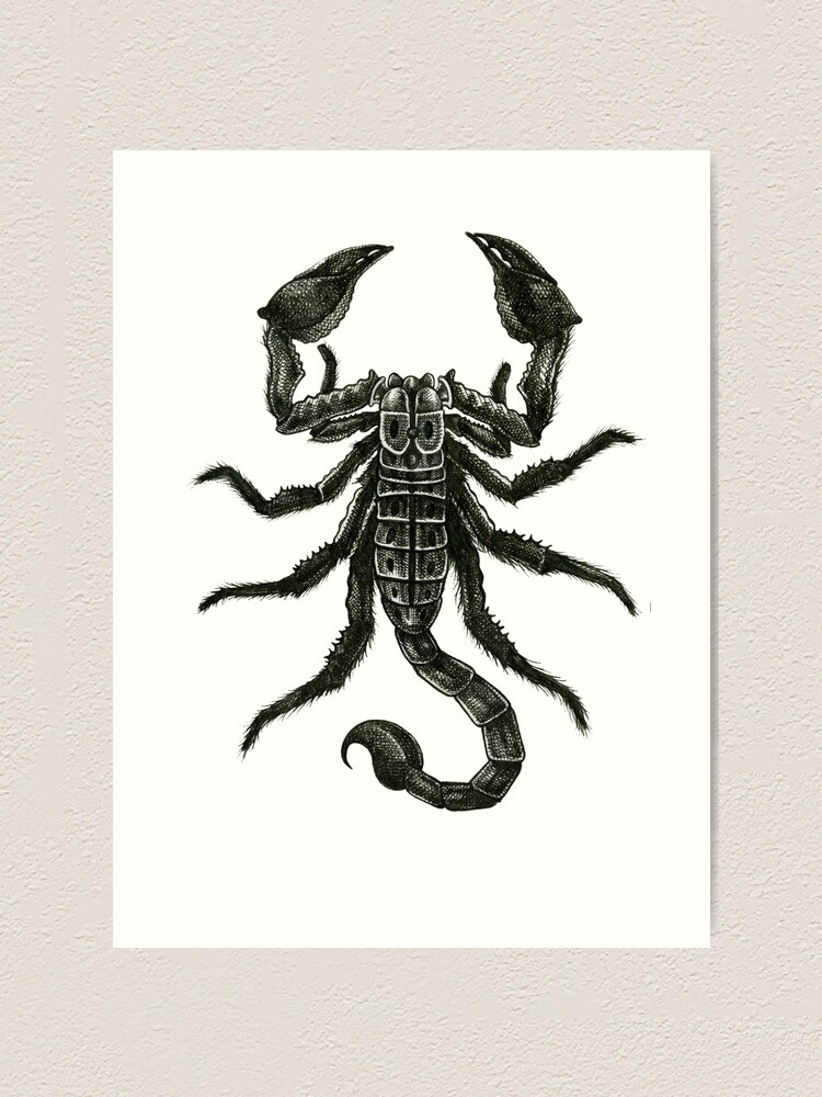 "Black Scorpion Cross-Hatching Drawing" Art Print by Studio-Infinite ...