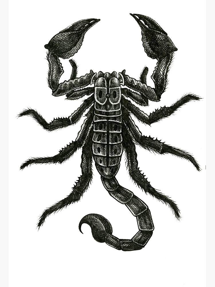 "Black Scorpion Cross-Hatching Drawing" Poster by Studio-Infinite ...