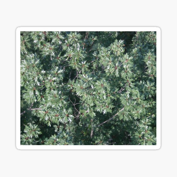"Tree Canopy" Sticker for Sale by Plutonium-Wax | Redbubble