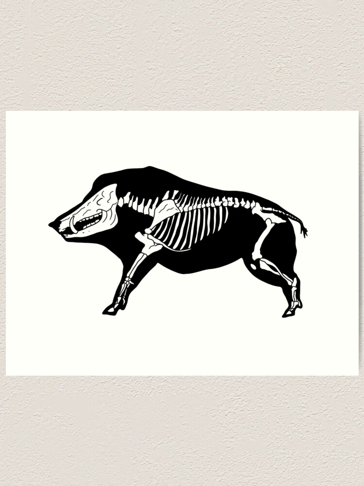 "WILD BOAR ANATOMY Skeleton and skull of wild boar" Art Print for Sale ...