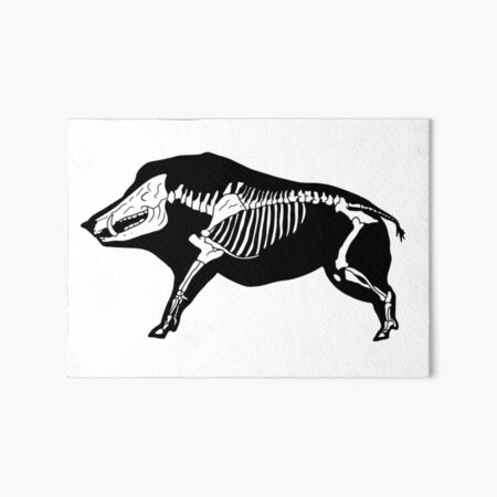 "WILD BOAR ANATOMY Skeleton and skull of wild boar" Art Board Print for ...