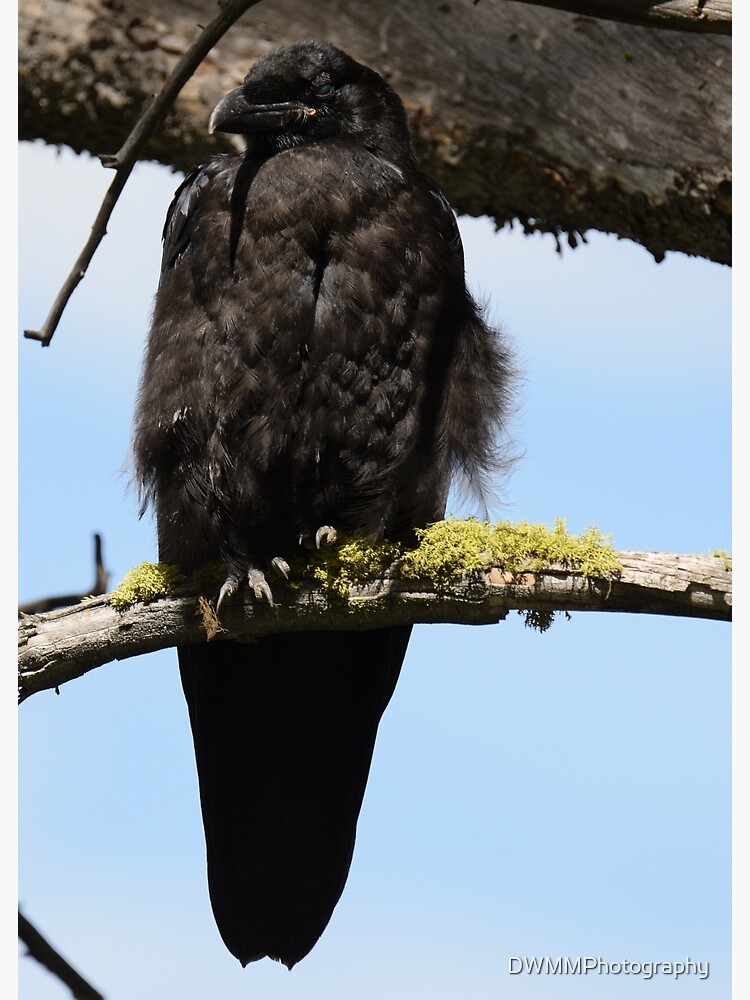 "Fledgling Raven by the Yellowstone" Canvas Print for Sale by ...
