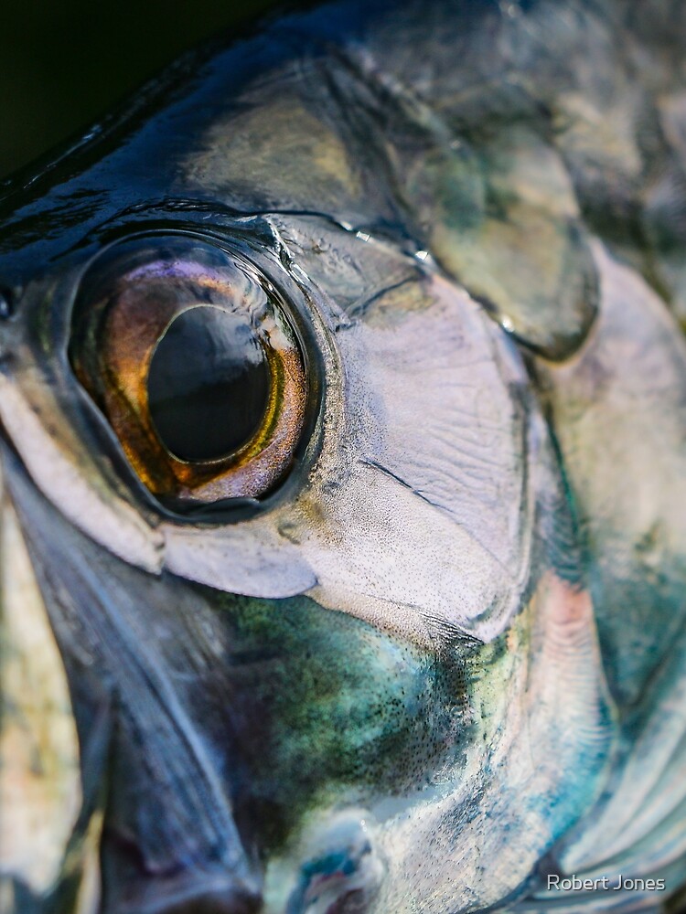 "Tarpon Eye" T-shirt for Sale by jonesing | Redbubble | tarpon graphic ...