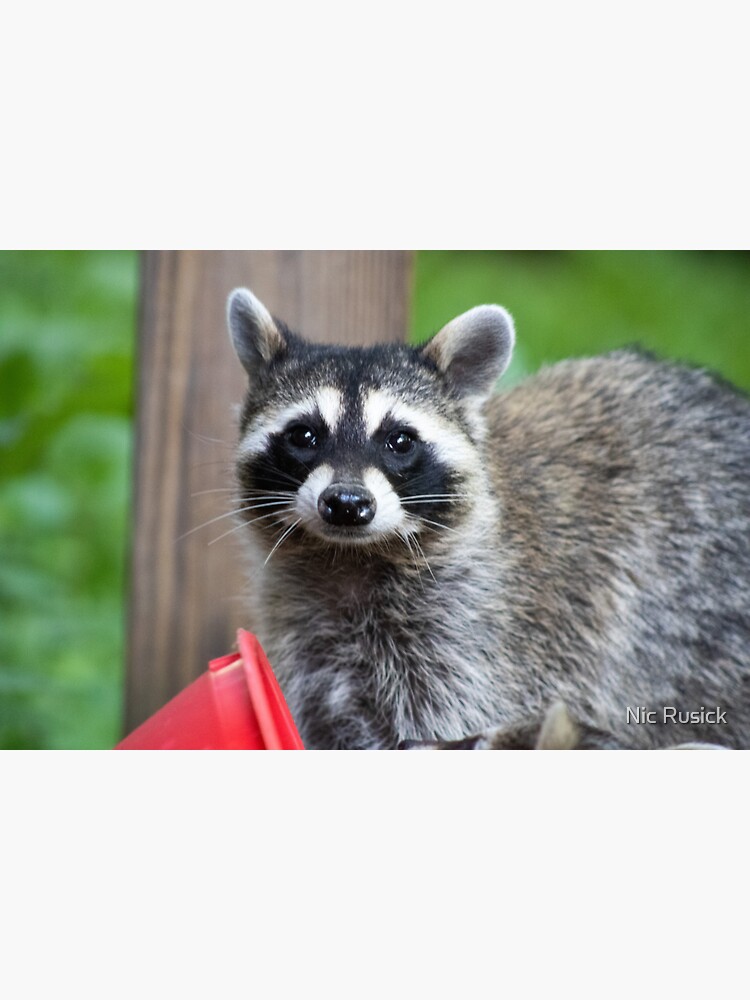 "Sad Raccoon Print" Sticker for Sale by astonishingemma | Redbubble