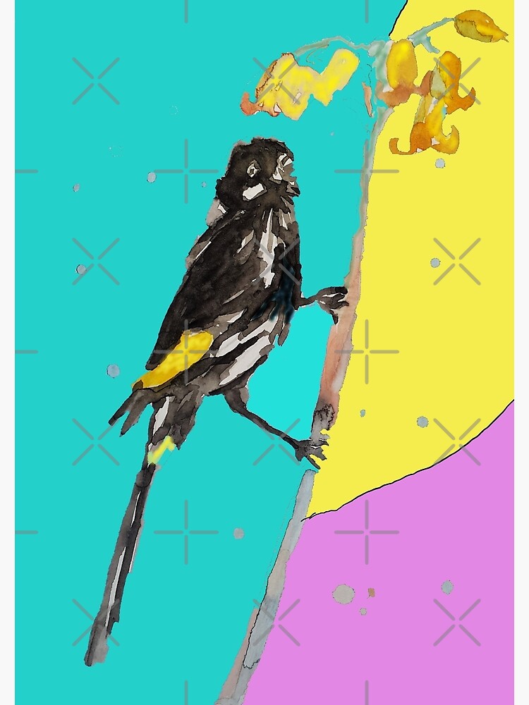 "Australische Honigfresser-Vogelmalerei - New Holland auf Aqua und Gelb ...