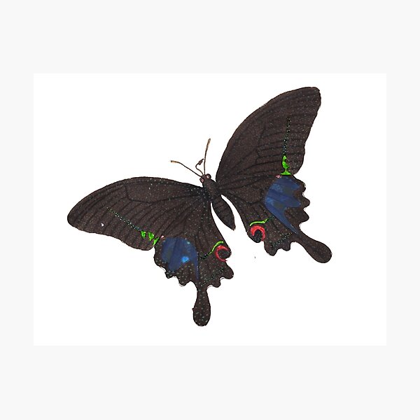 "Vintage Papilio Paris Butterly Biological Print (1789)" Photographic ...