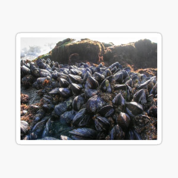 "Mussels On A Rock" Sticker by diegore | Redbubble