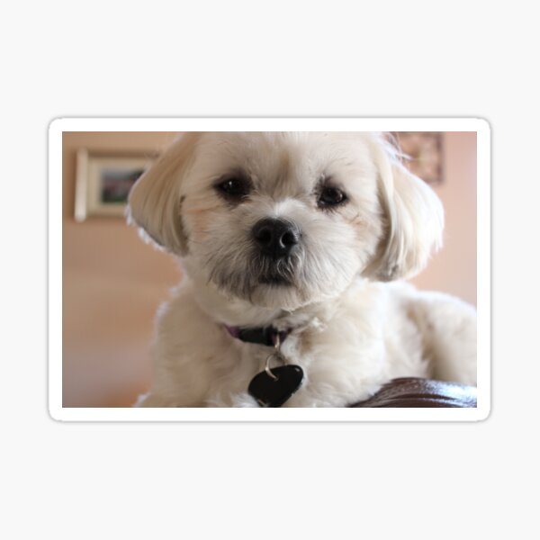 "Izzy" Sticker for Sale by noodle770 | Redbubble