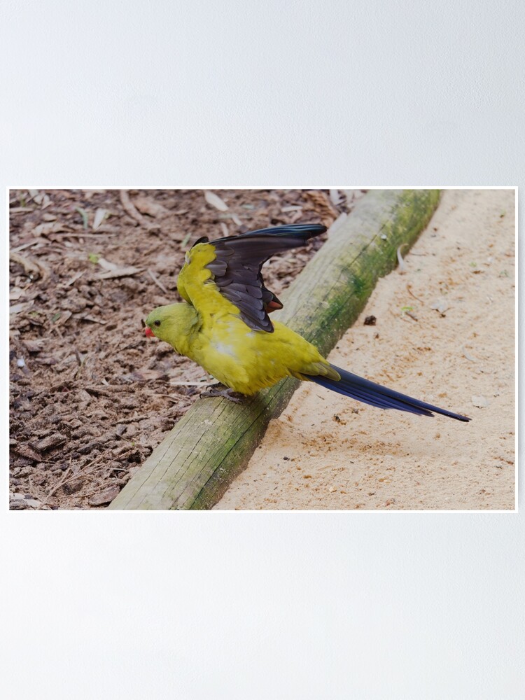 "Stretching beautiful Regent parrot extreme close up " Poster by ...